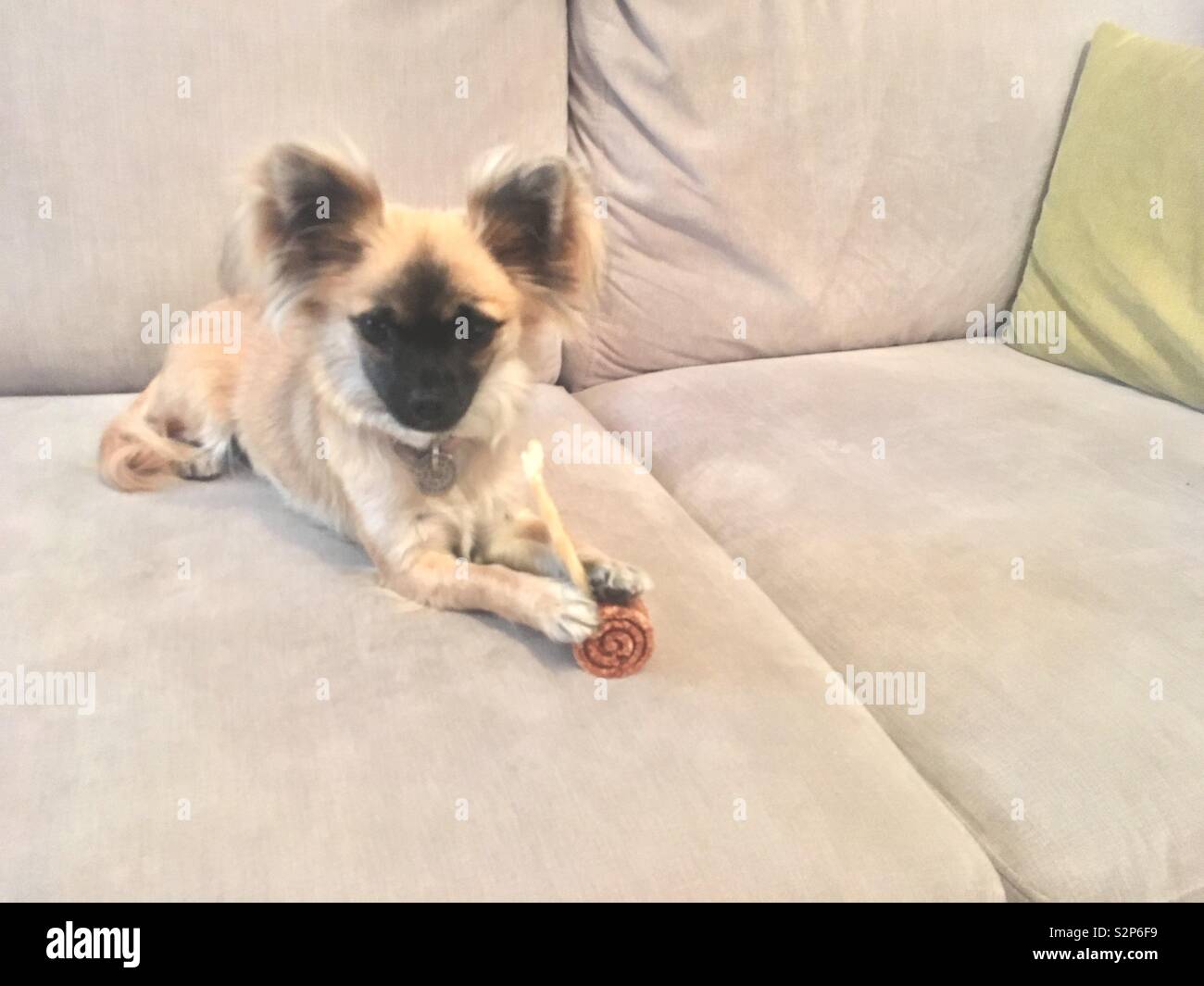 Chihuahua love hi-res stock photography and images - Alamy