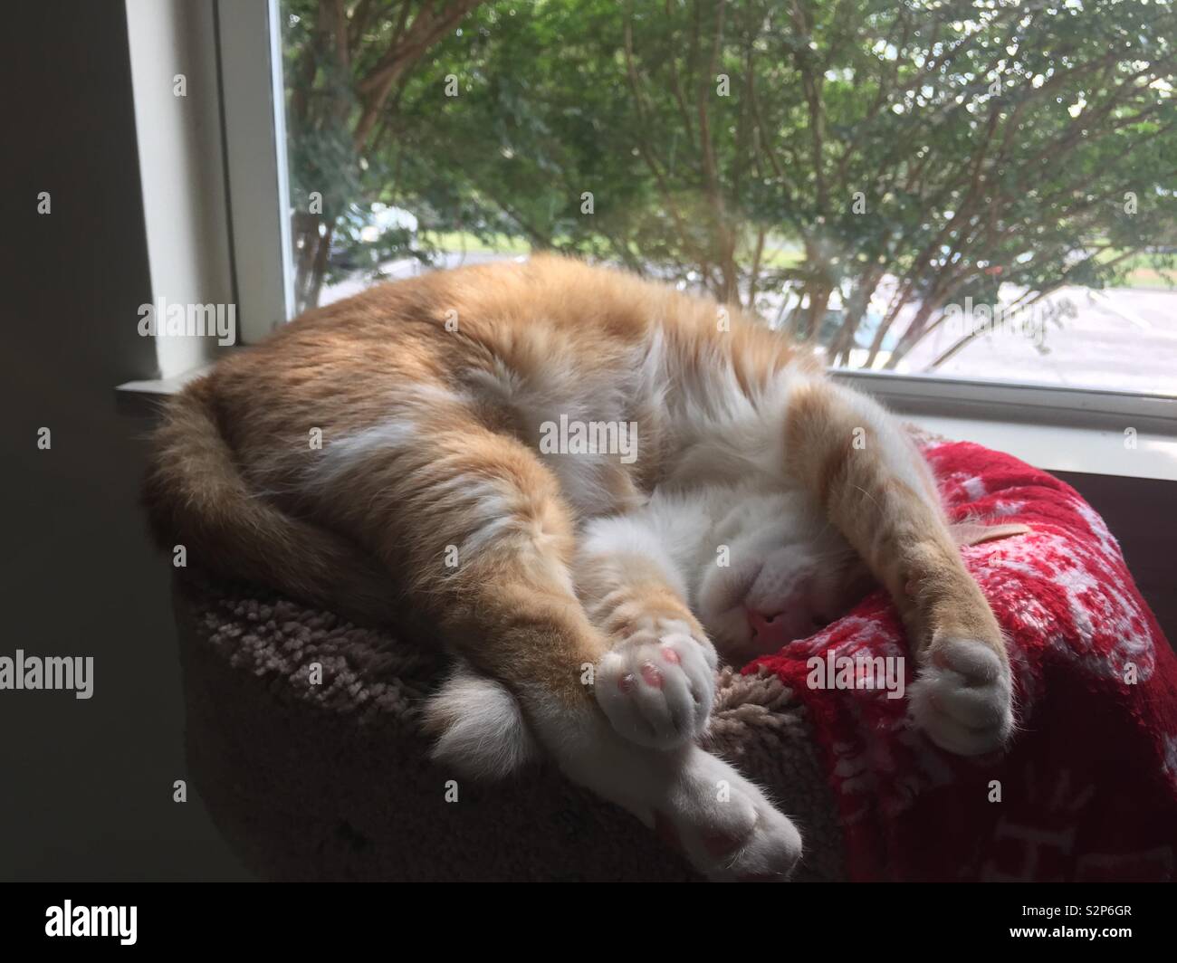 Cat on a windowsill hi-res stock photography and images - Alamy