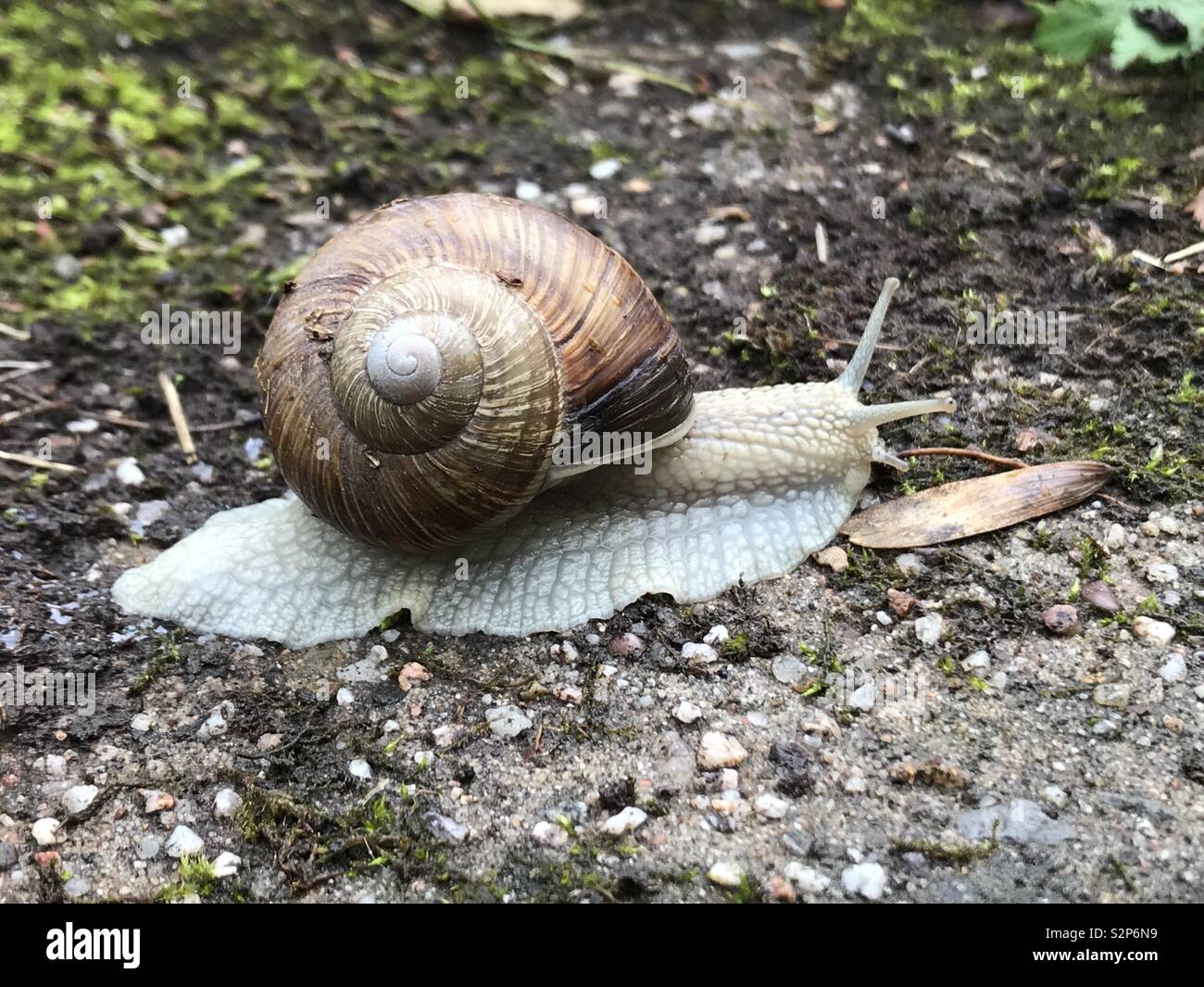 Wild grapevine snail Stock Photo - Alamy