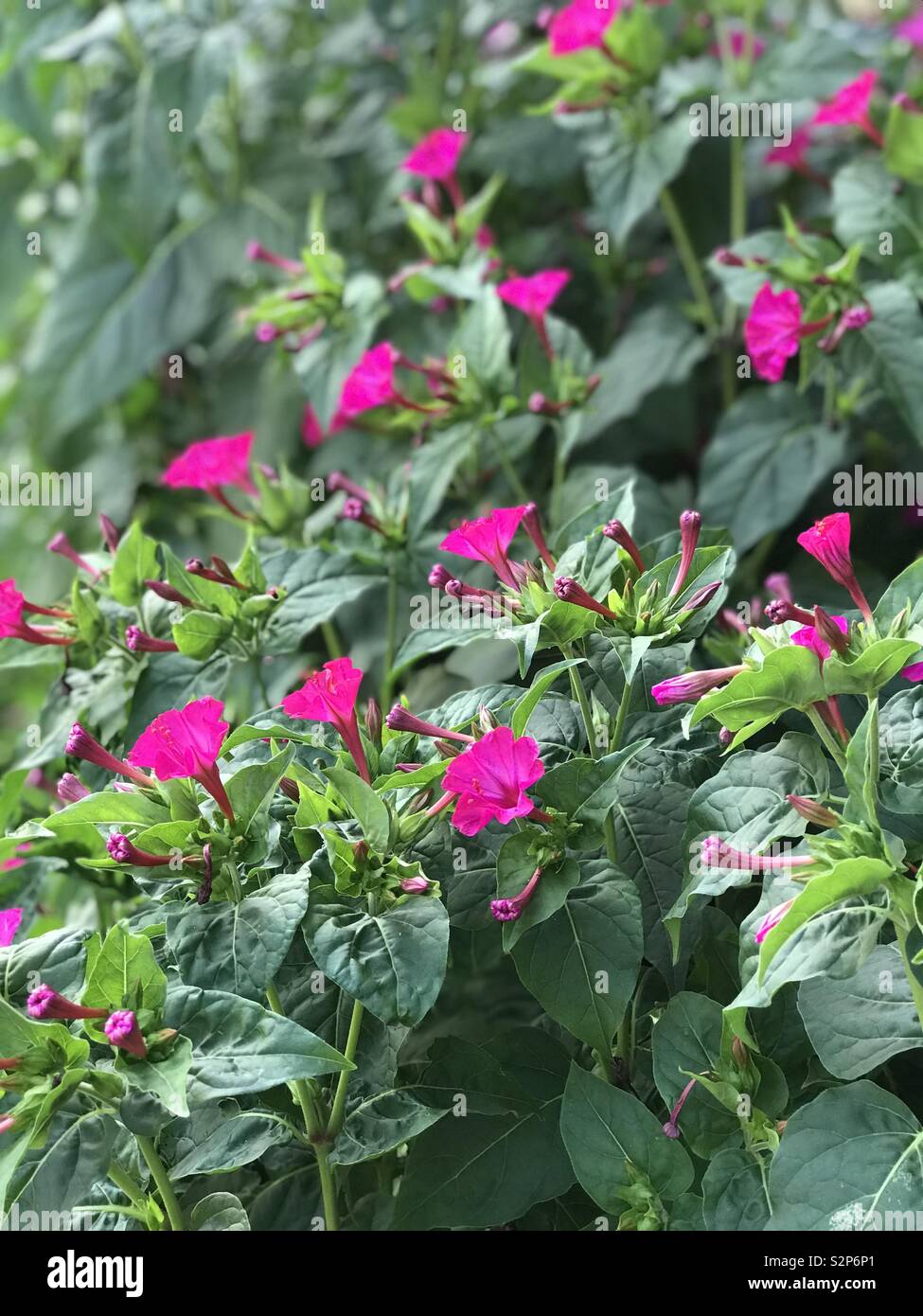 4 pm flowers hi-res stock photography and images - Alamy