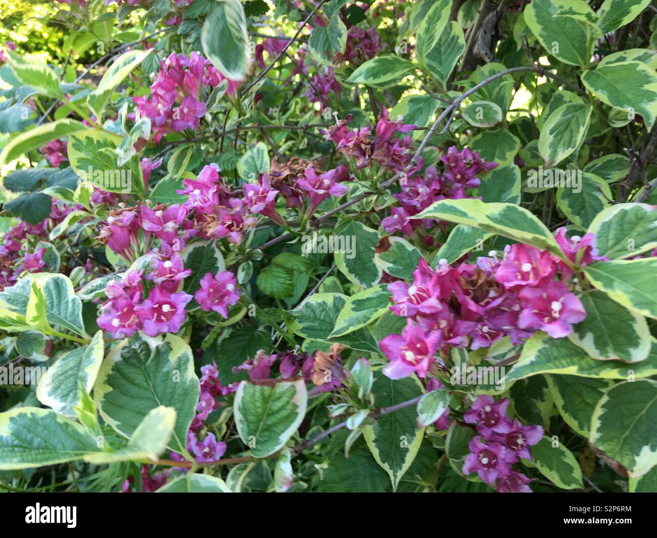 Variegated weigela hi-res stock photography and images - Alamy