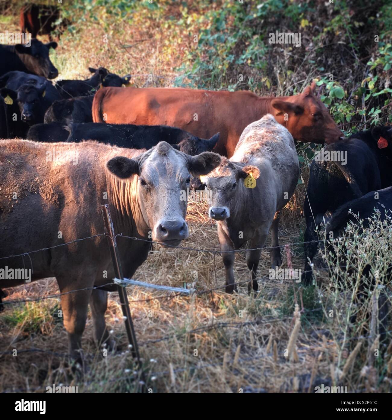 Cattle looking at you Stock Photo - Alamy