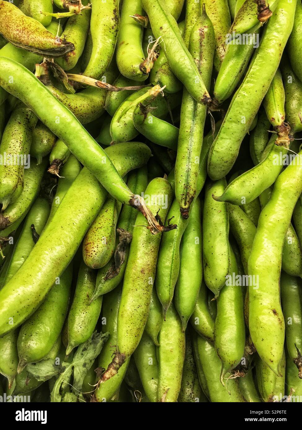 Fava beans hi-res stock photography and images - Alamy