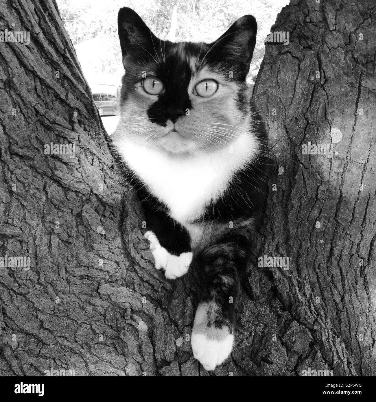 Cat in tree Stock Photo - Alamy