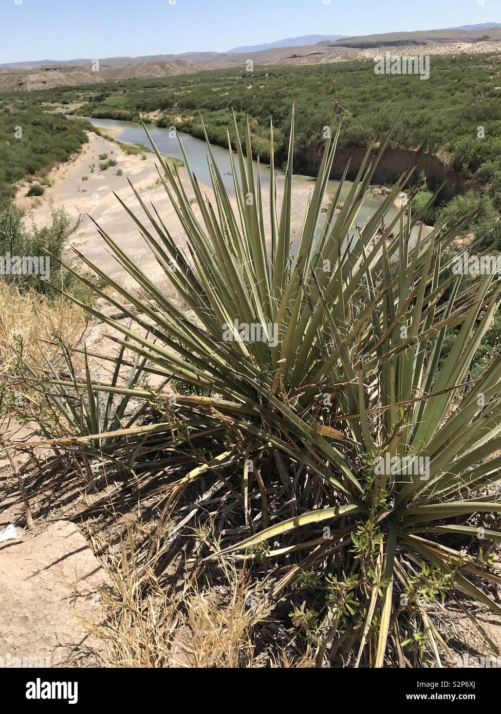 Rio Grande Valley Plants
