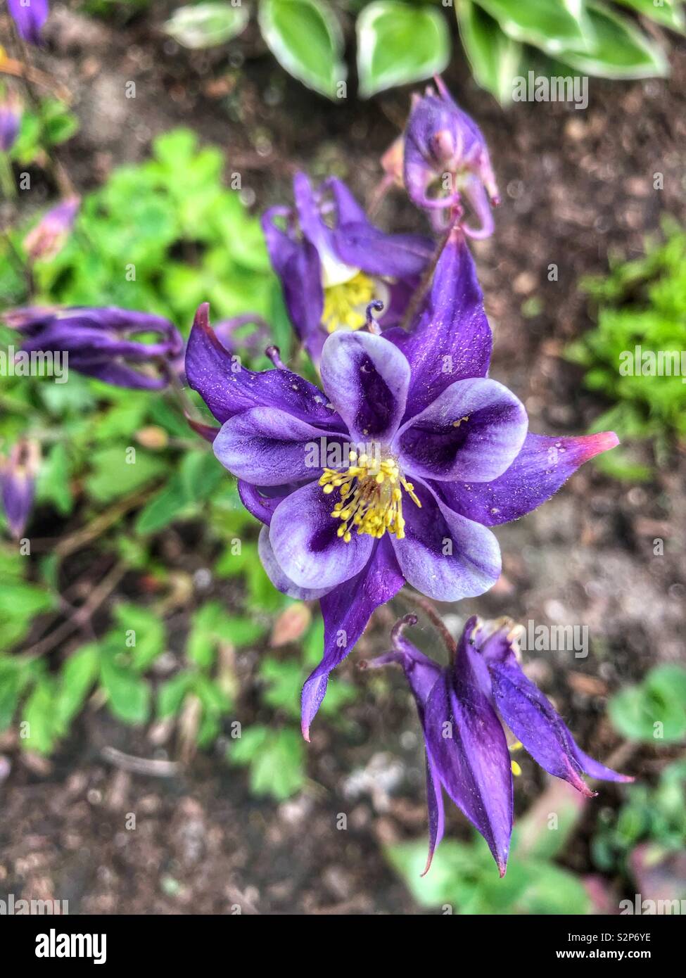 Delicate purple flower Stock Photo - Alamy