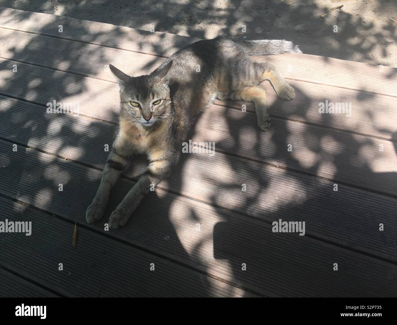 Cat Chilling High Resolution Stock Photography and Images - Alamy