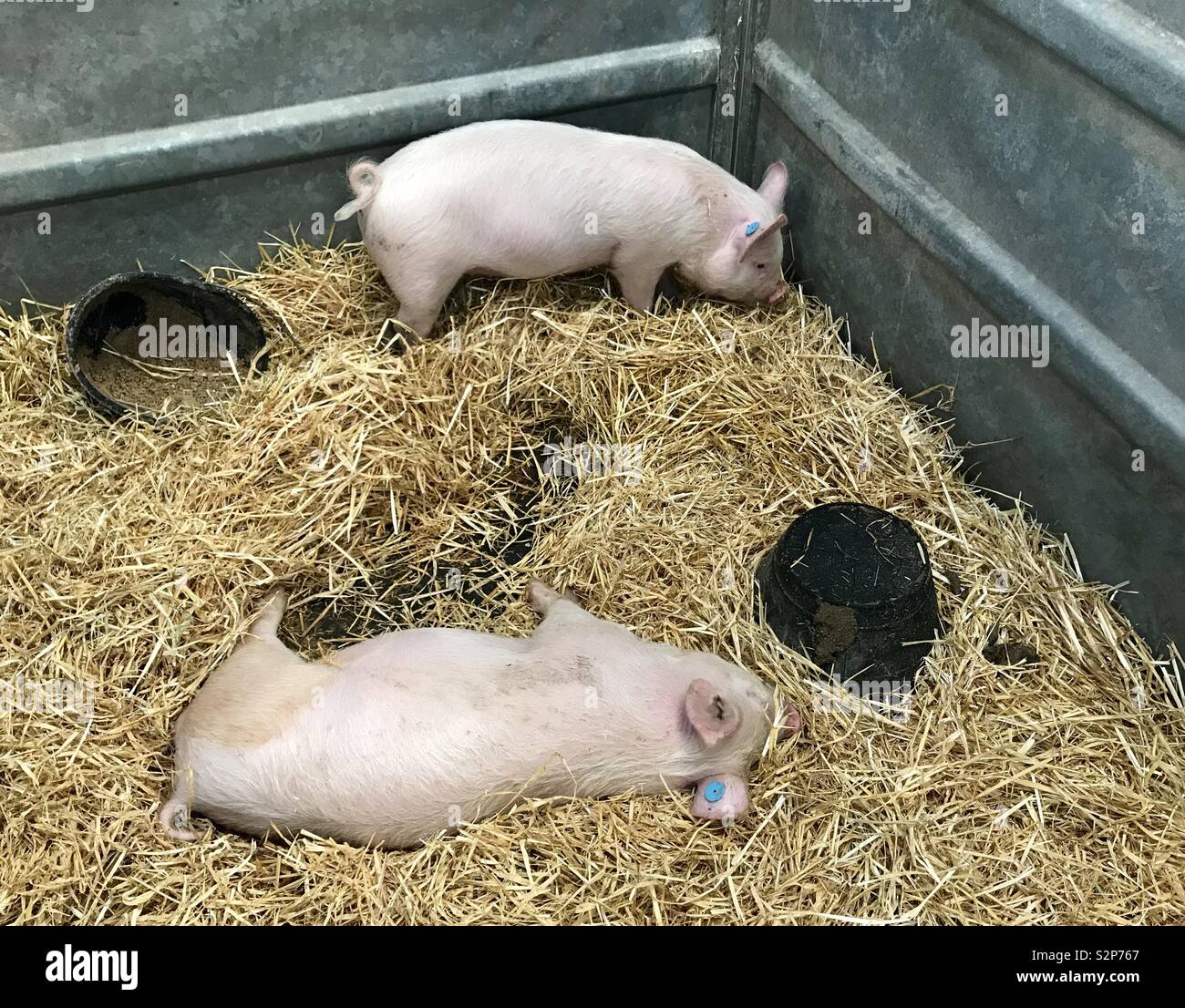 Pig litter hi-res stock photography and images - Alamy