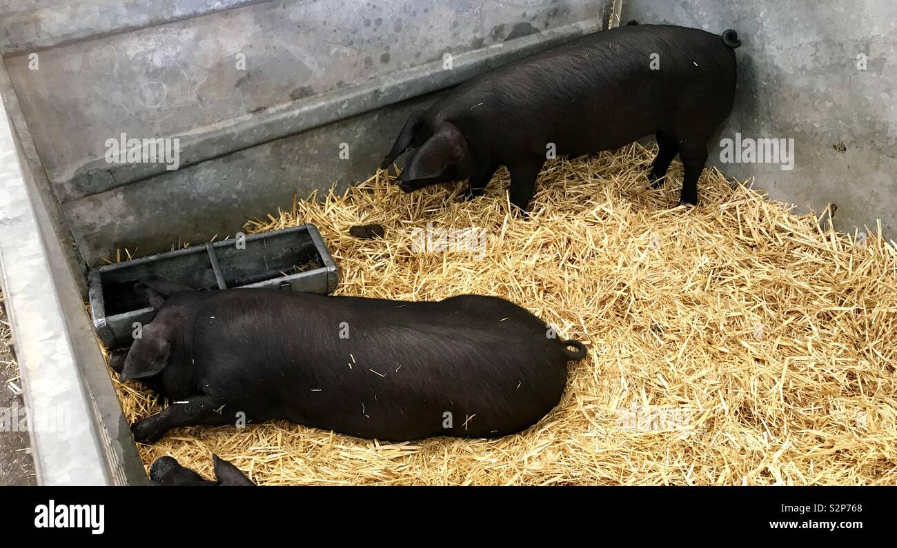 Pigs at the bath and west show Stock Photo - Alamy