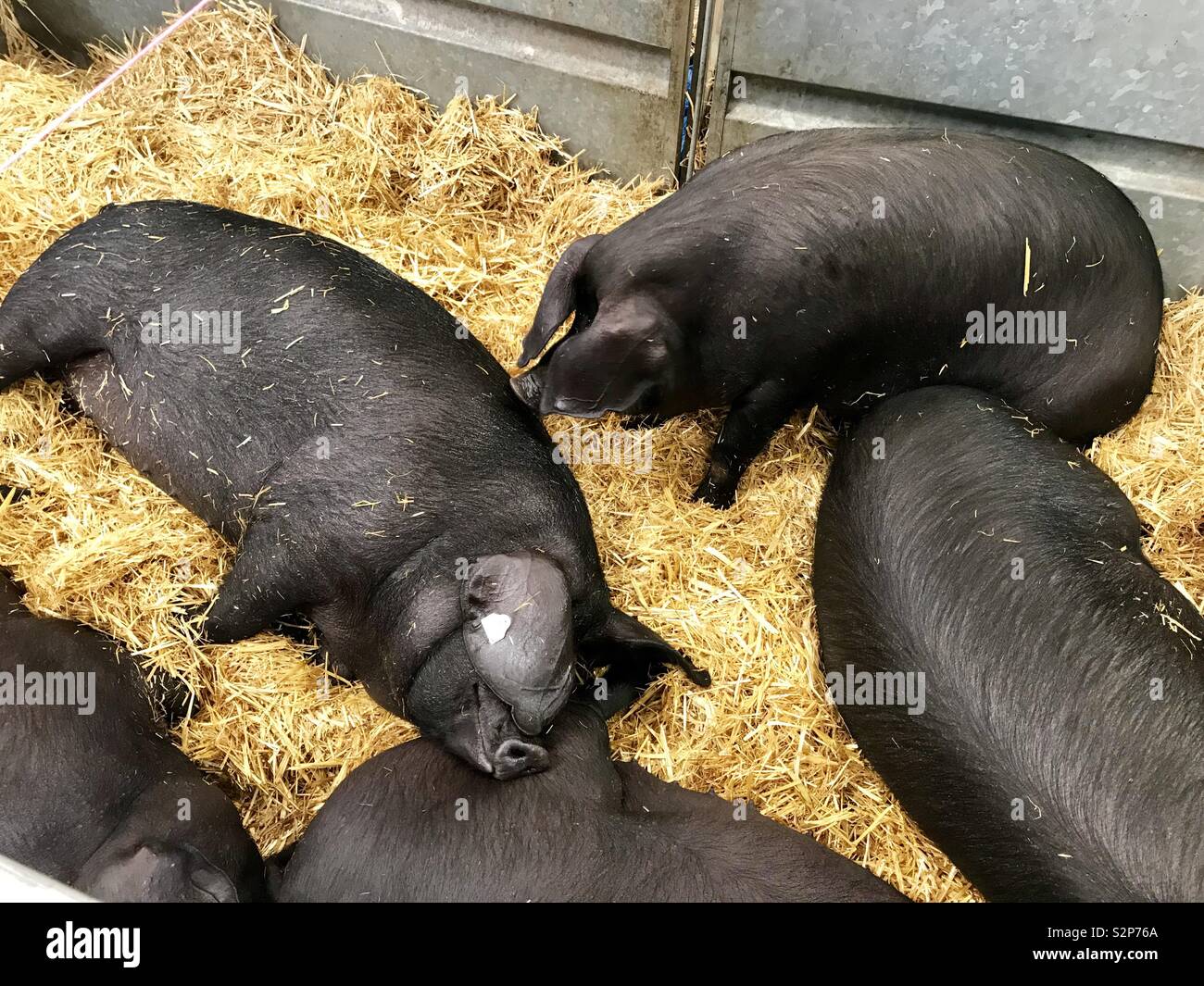 Judging pigs hi-res stock photography and images - Alamy