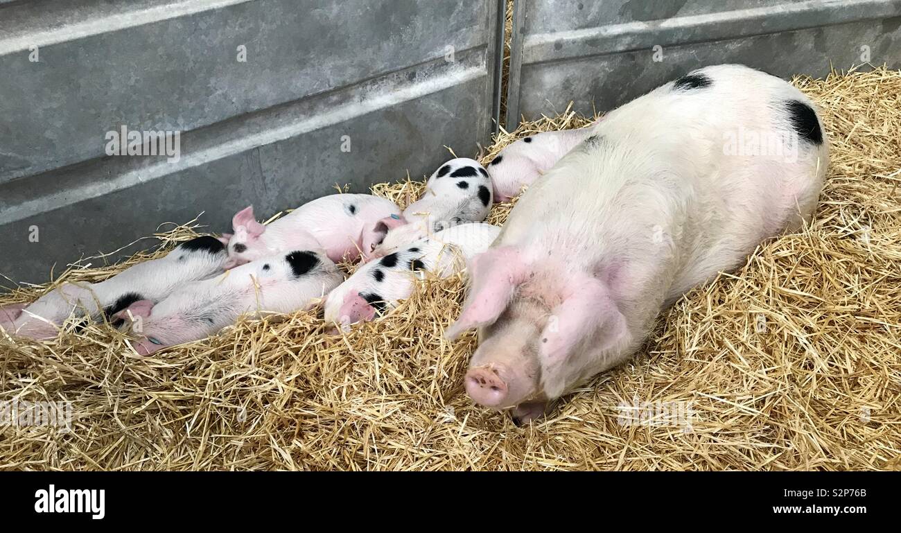 Pigs at the bath and west show Stock Photo - Alamy