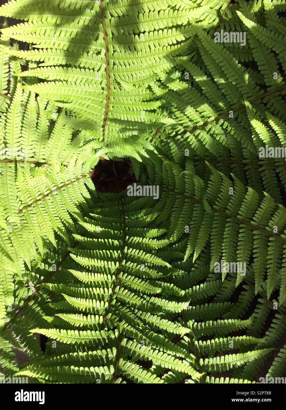 Fern plant symmetrical pictured from above Stock Photo - Alamy