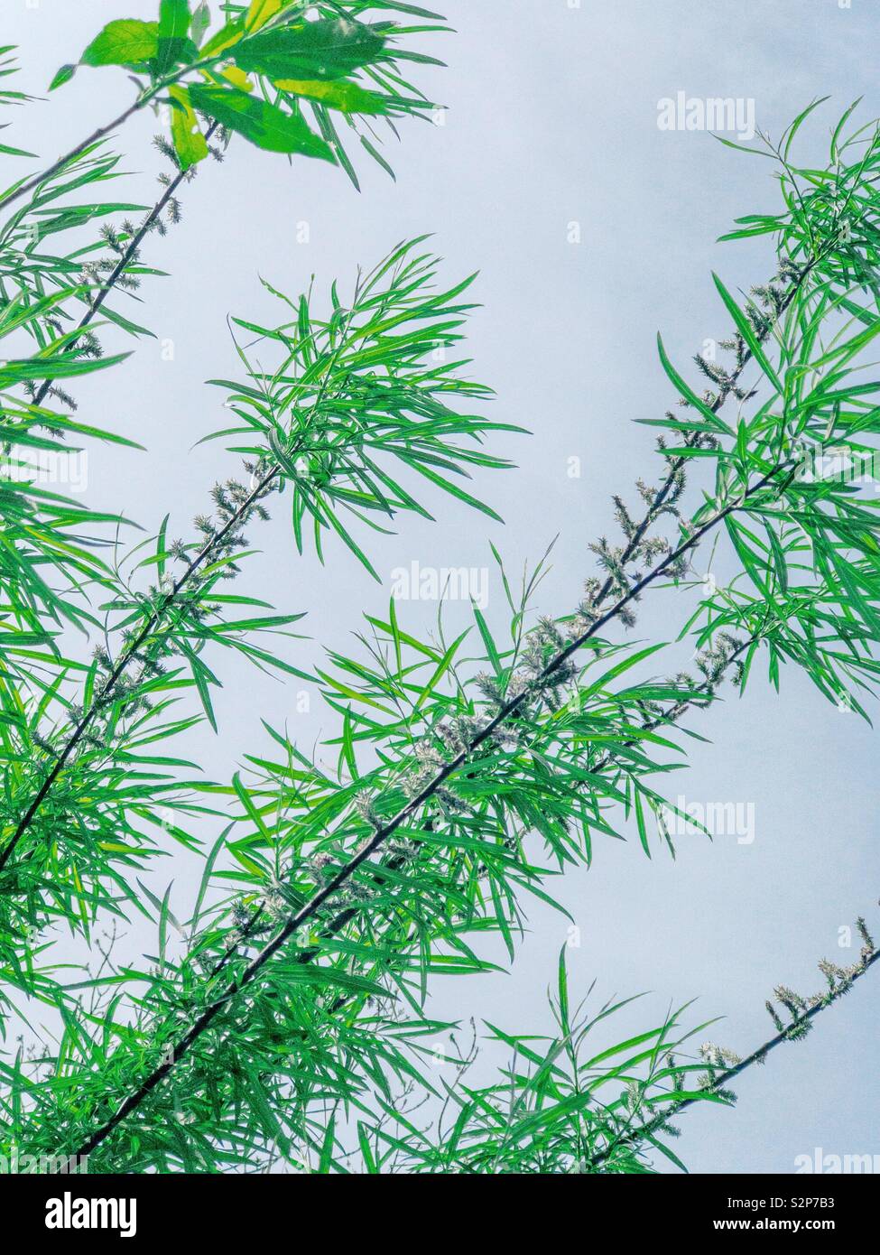 Willow tree closeup branches leaves hi-res stock photography and images ...