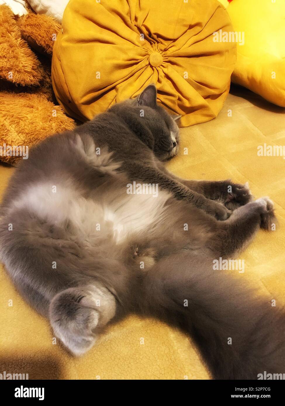Sleeping grey cat on his back Stock Photo - Alamy