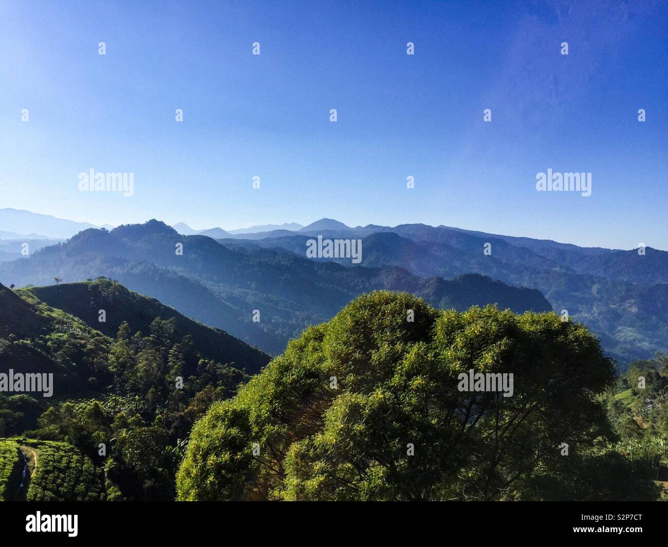 The Beauty of Swiss van Java Stock Photo - Alamy