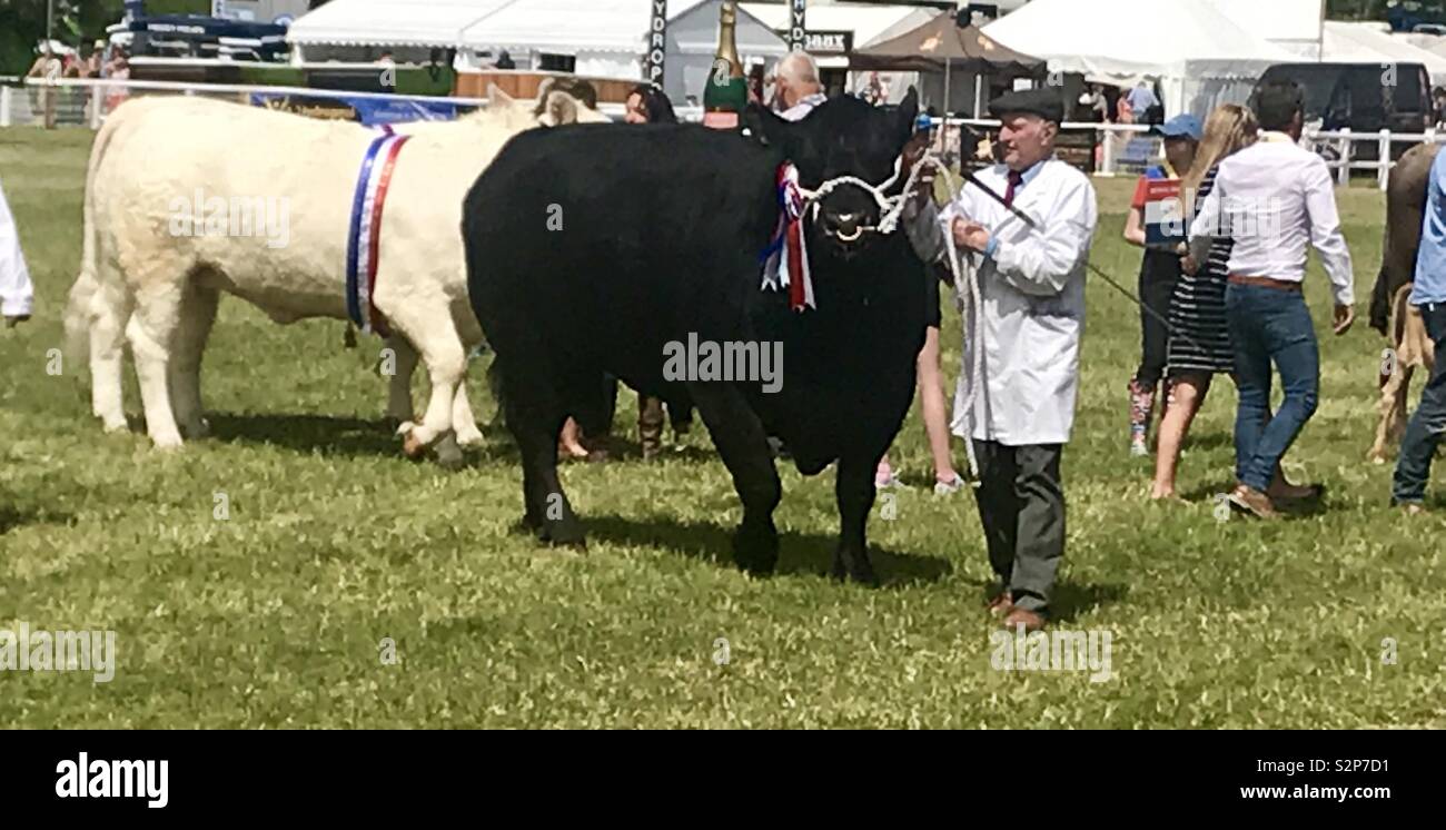 Aberdeen angus bull hi-res stock photography and images - Alamy