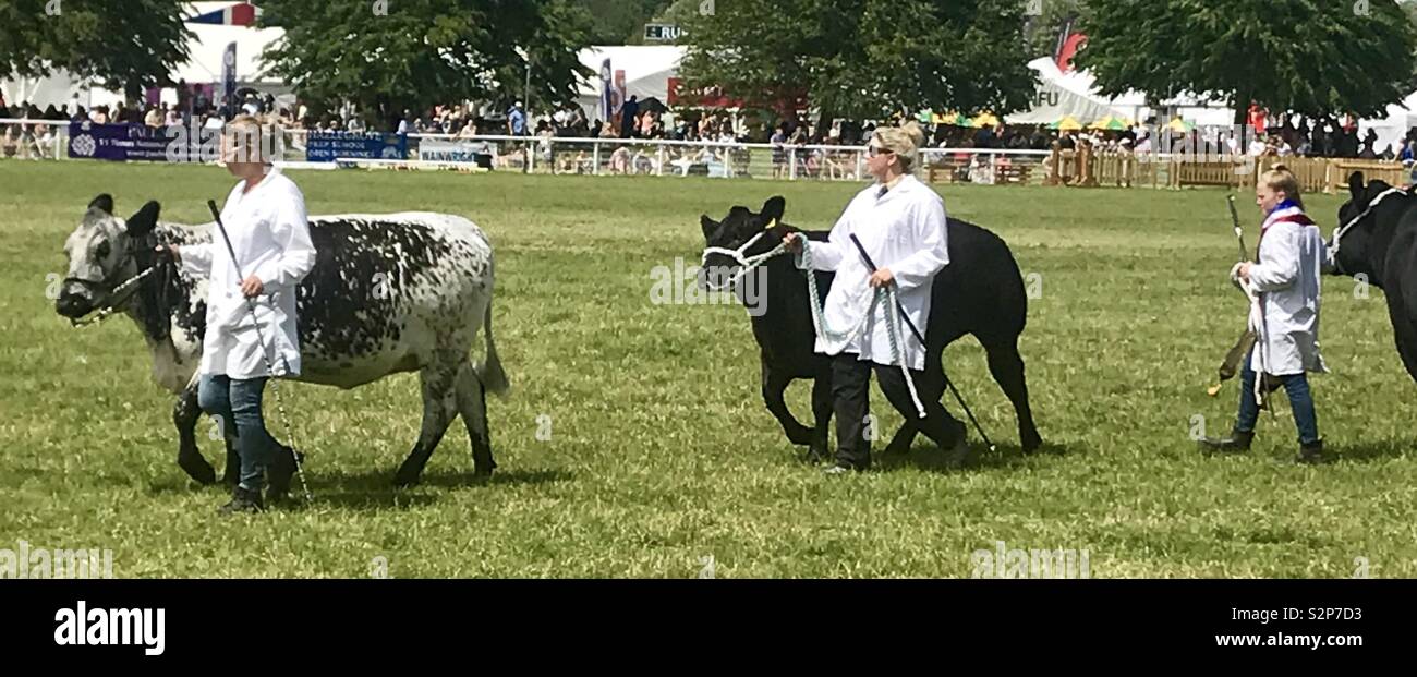 Cattle parade at the bath and west show Stock Photo - Alamy
