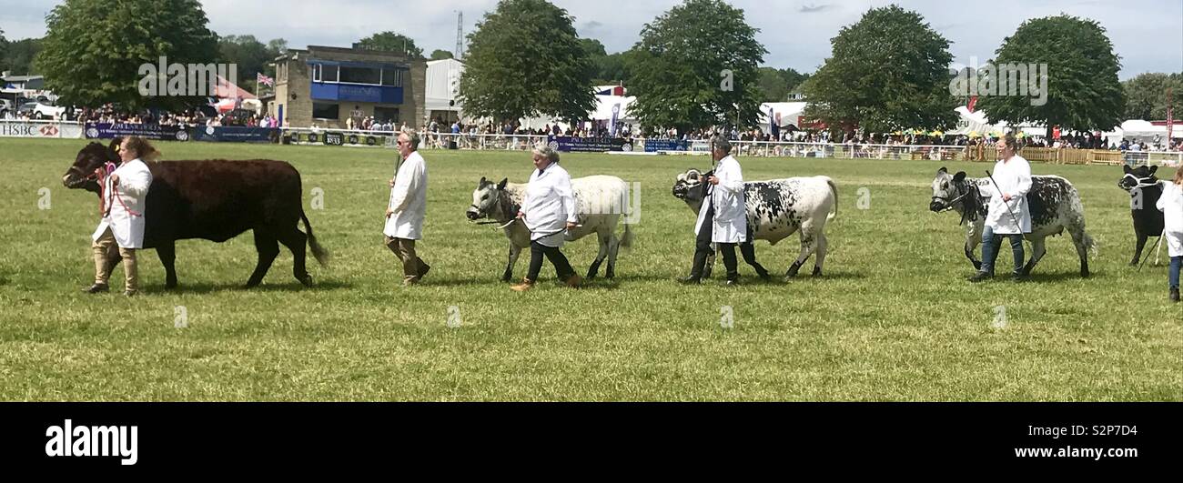 Cattle parade at the bath and west show Stock Photo - Alamy
