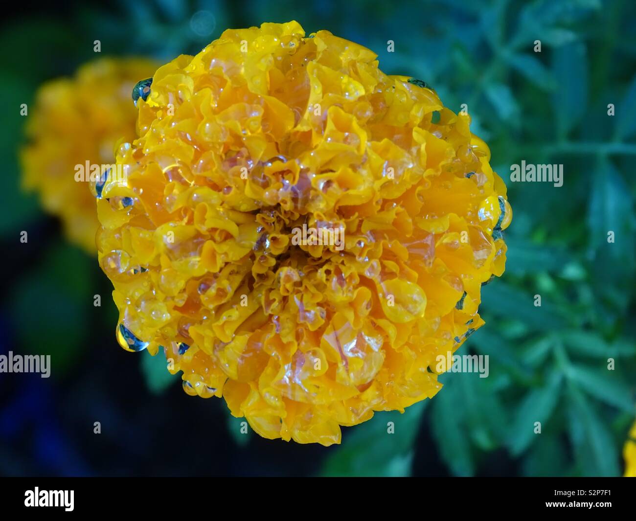 Marigold with dew drops Stock Photo - Alamy