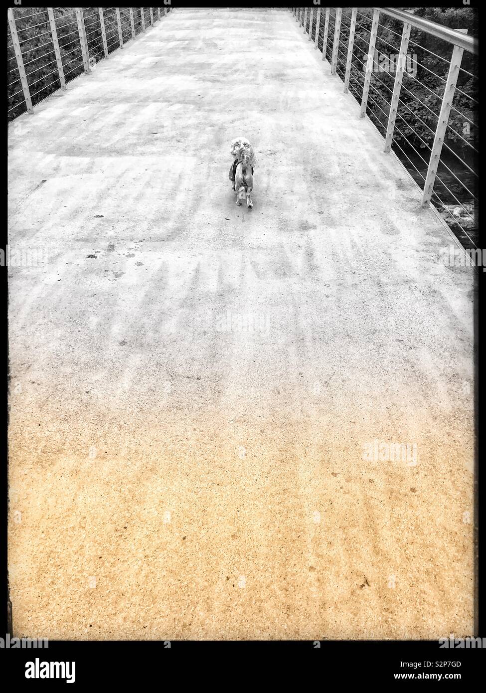 Tiny dog walking across bridge Stock Photo - Alamy