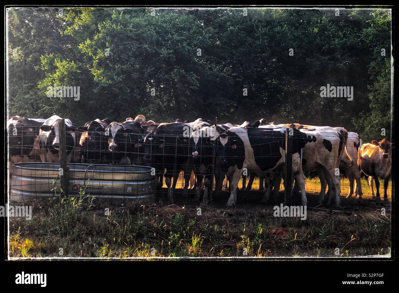 Herd of cows eating at the trough Stock Photo - Alamy