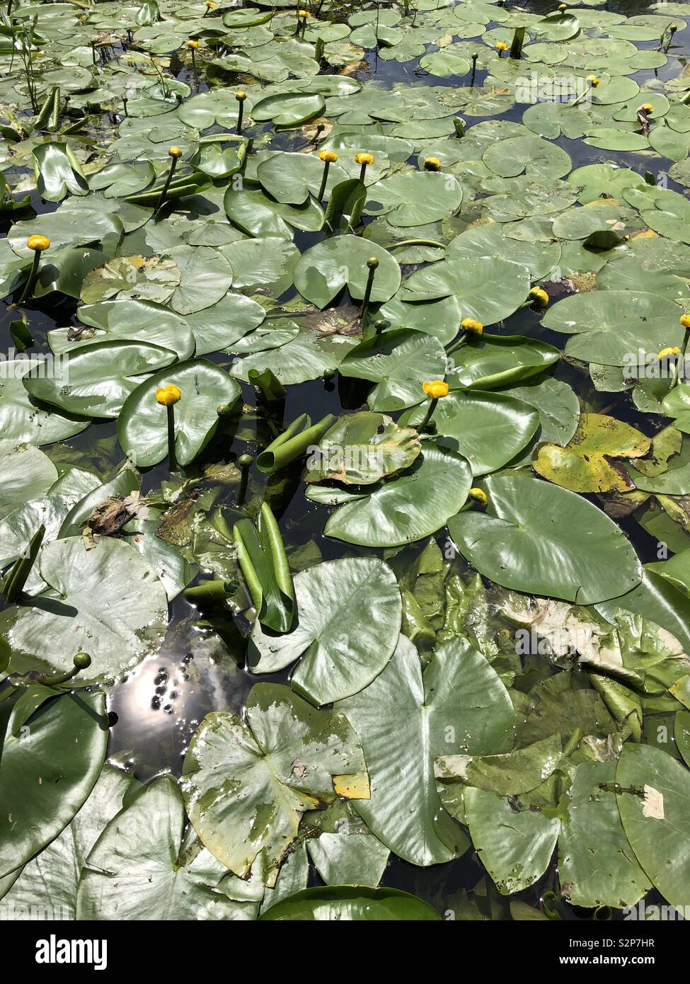 Lilly pads hi-res stock photography and images - Alamy
