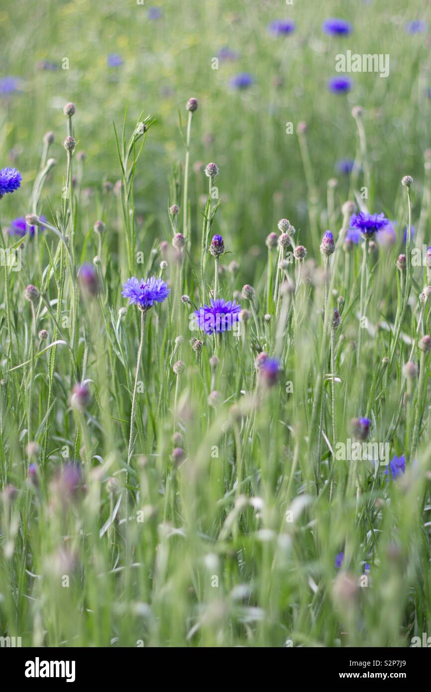 Meadow for bees hi-res stock photography and images - Alamy