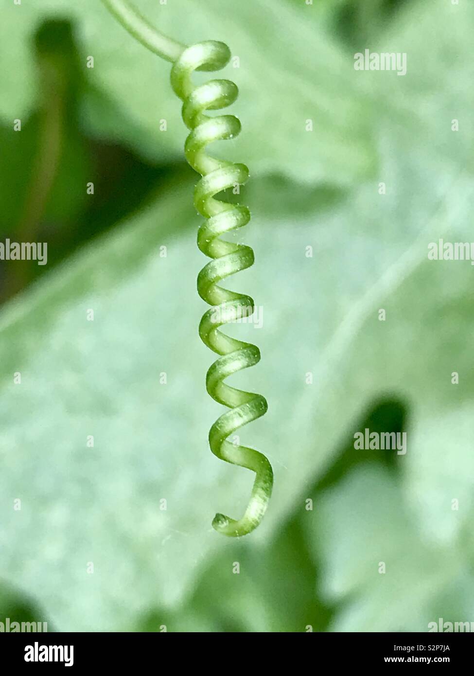 Quirk of nature hi-res stock photography and images - Alamy