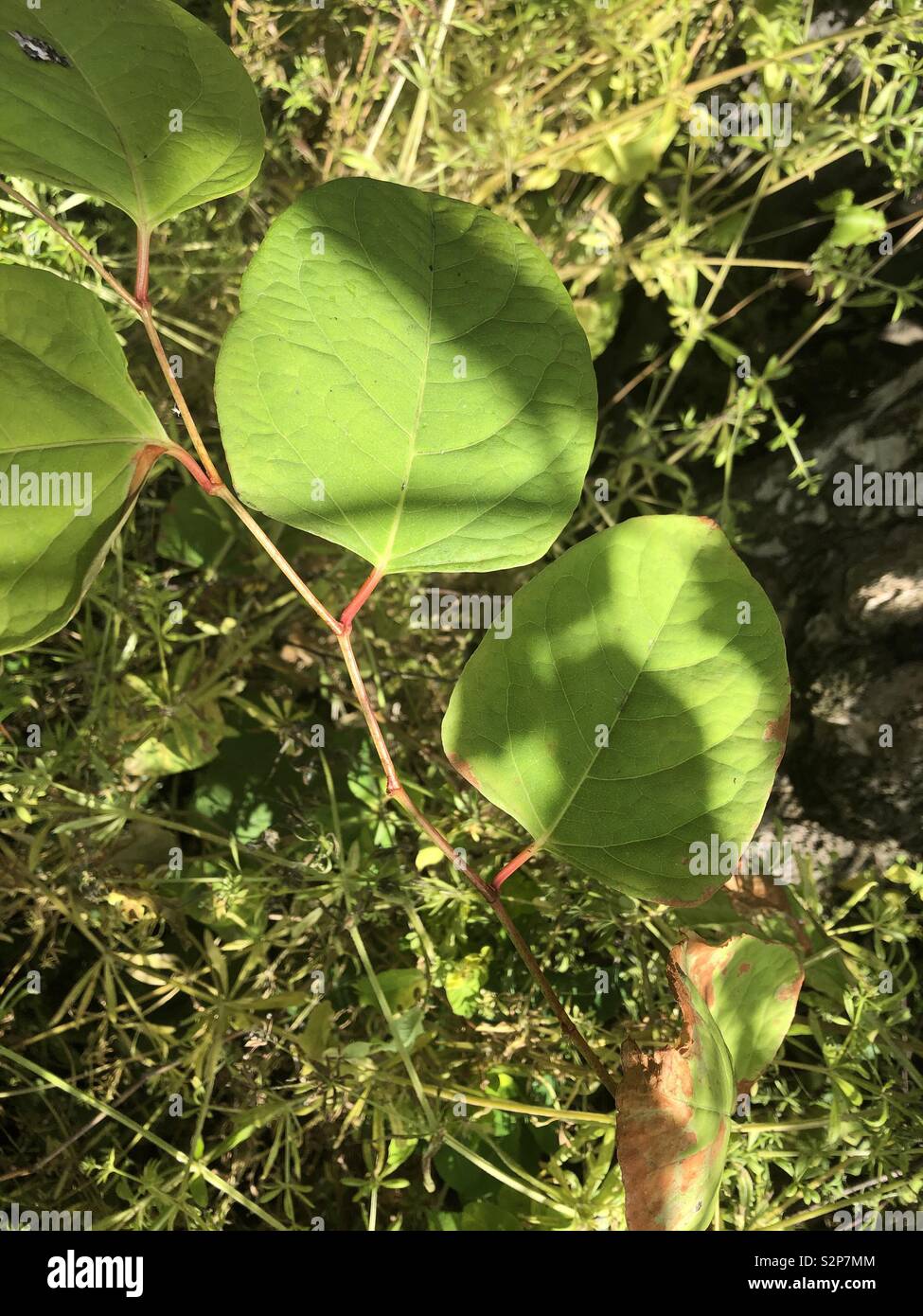 Invasive knotweed plant species hi-res stock photography and images - Alamy