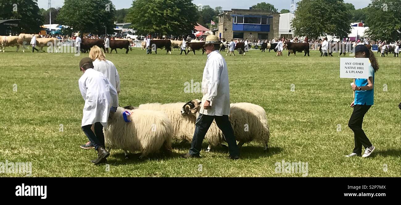 Livestock parade at the bath and west show Stock Photo - Alamy