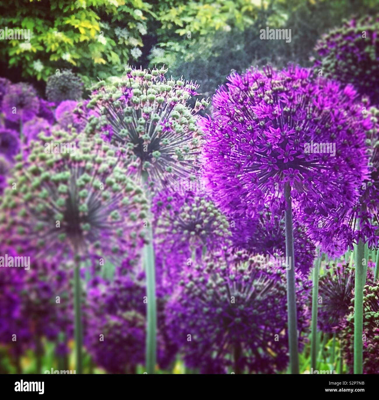 Purple haze hi-res stock photography and images - Alamy