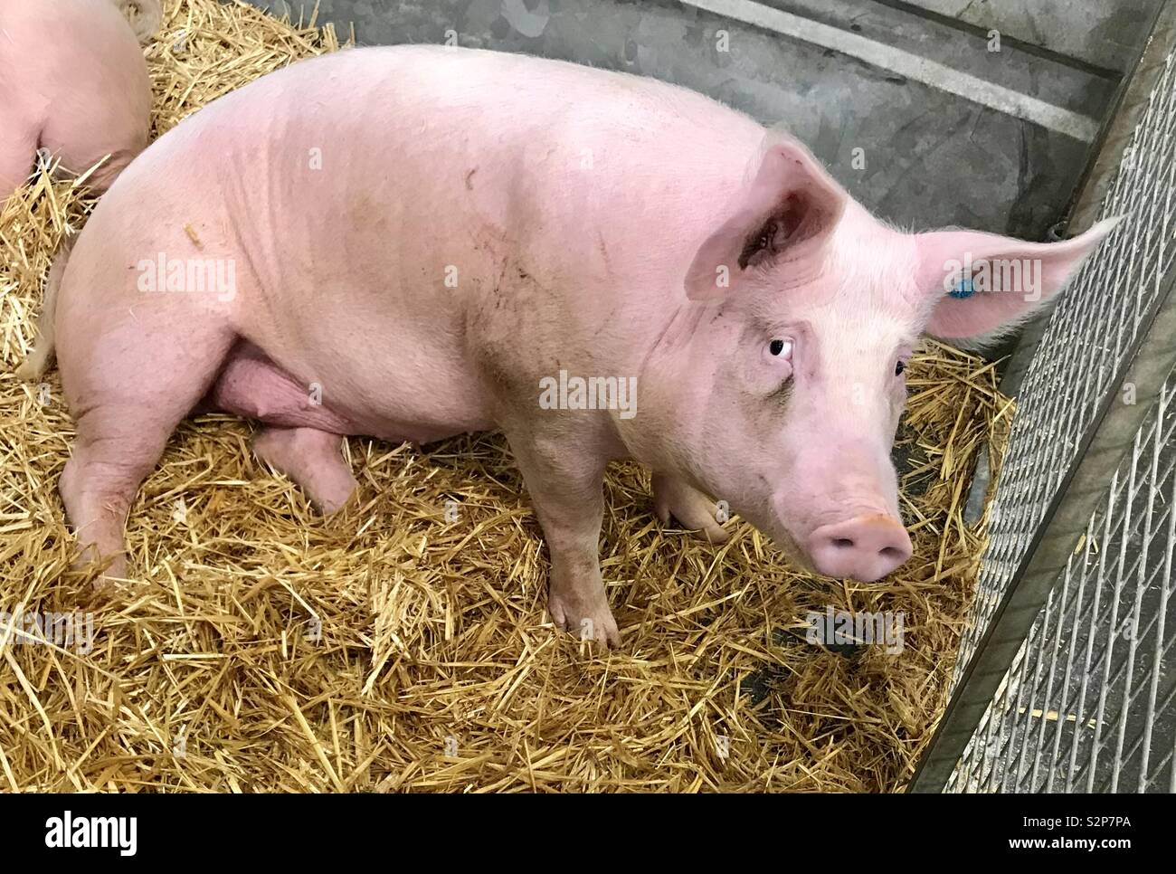 Scared pig hi-res stock photography and images - Alamy