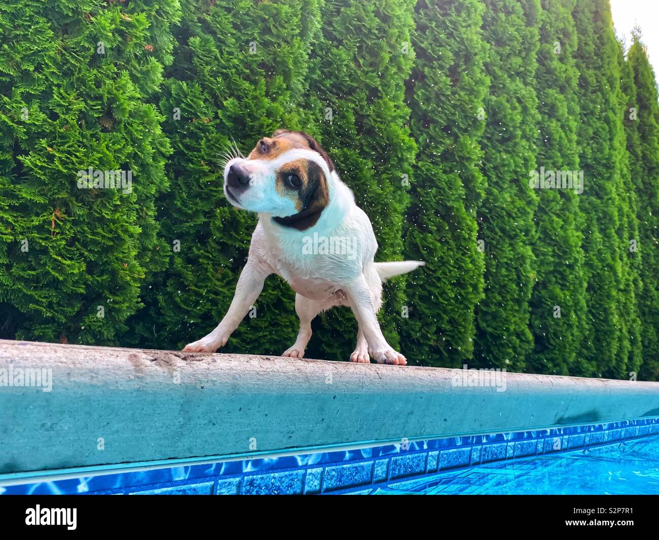 Wet dog shaking off water next to swimming pool Stock Photo - Alamy