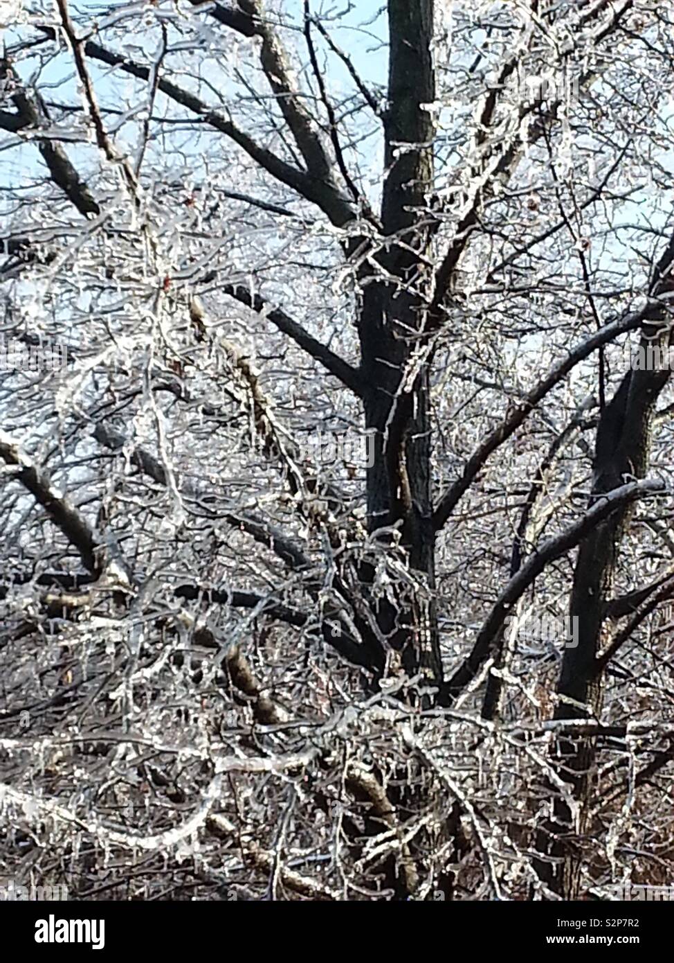 Ice tree hi-res stock photography and images - Alamy