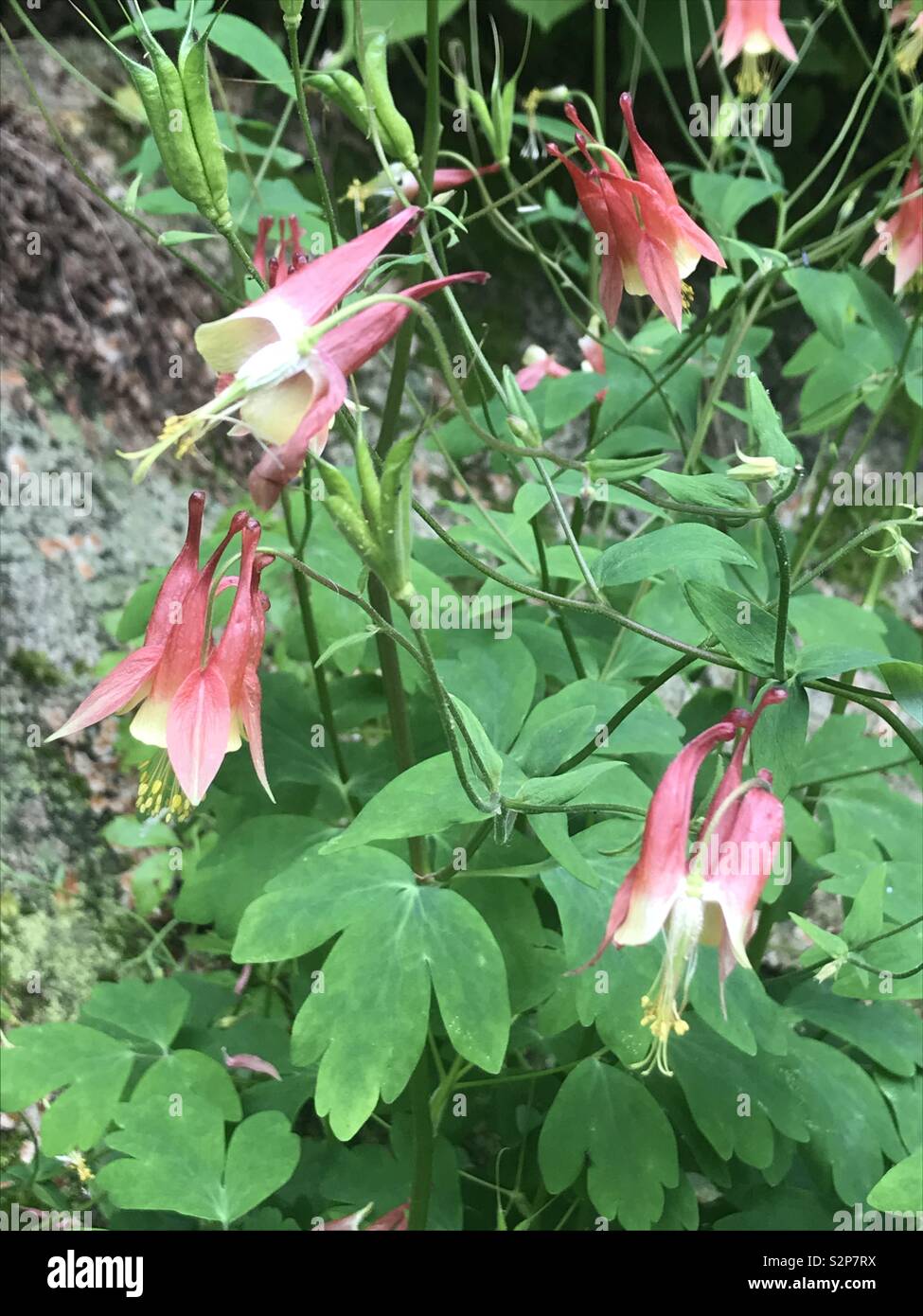 Red Columbine High Resolution Stock Photography and Images - Alamy