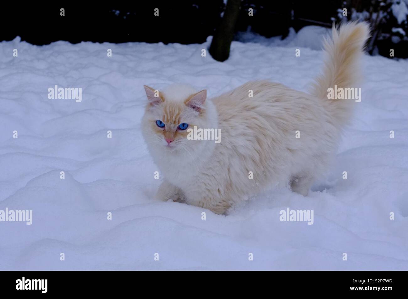 Rufus the Ragdoll snow scene Stock Photo - Alamy