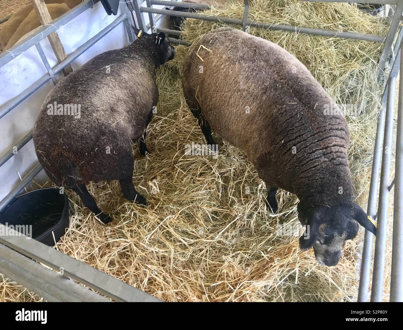 Sheep enclosure hi-res stock photography and images - Alamy