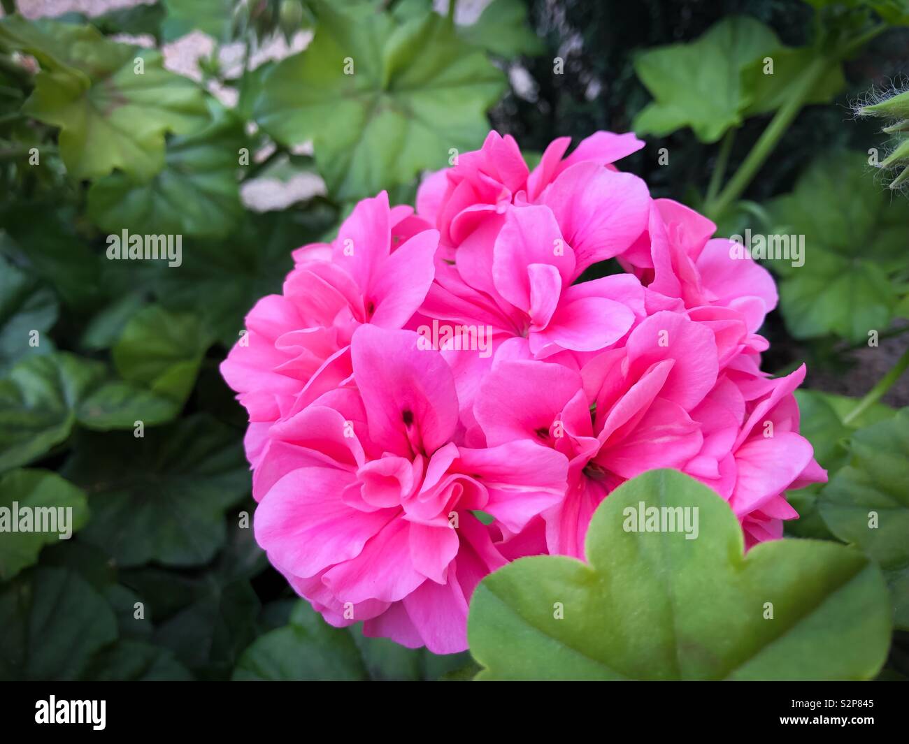 Geranium flower bed hi-res stock photography and images - Alamy