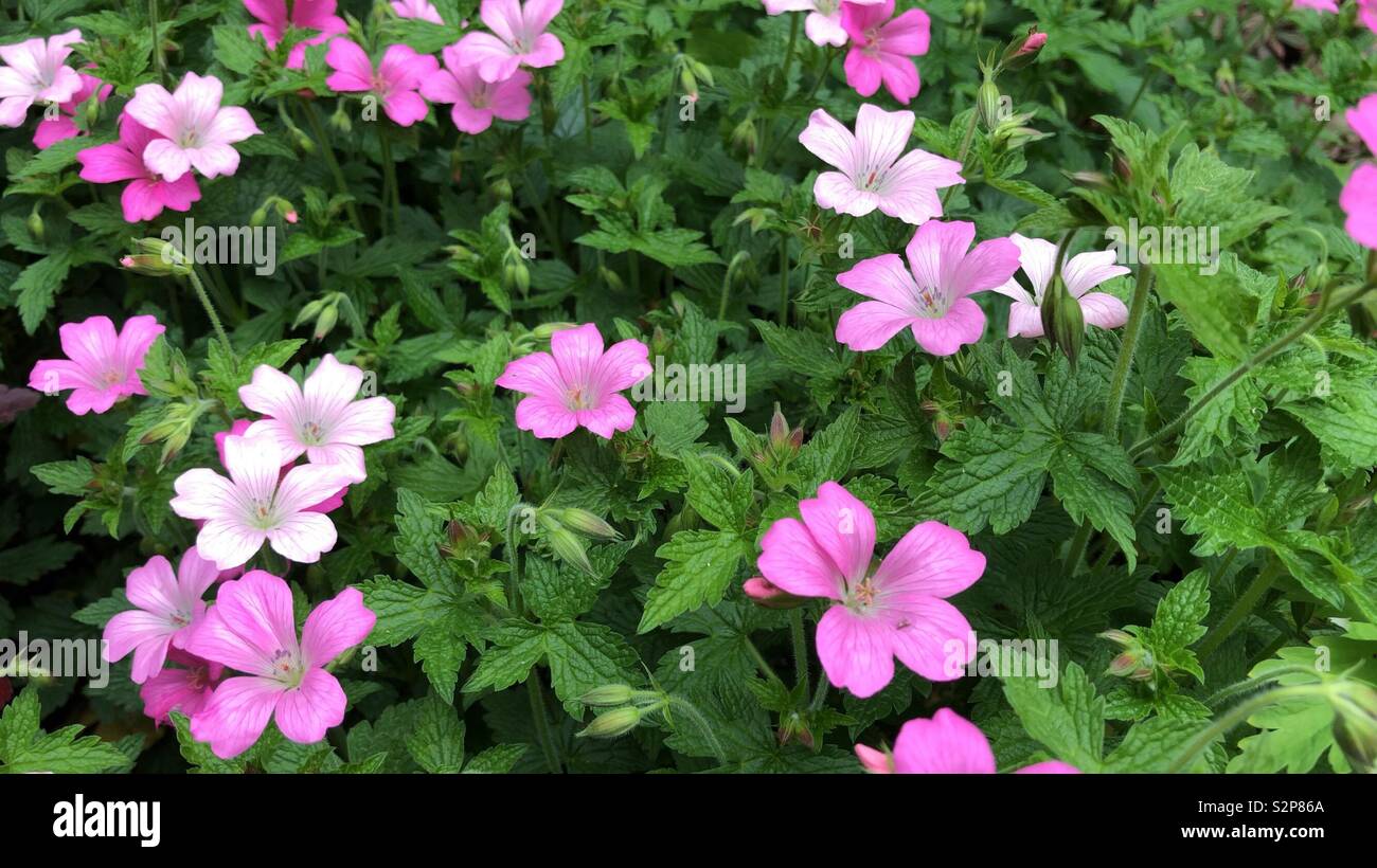 Pink geraniums in flower, in late spring, England, United Kingdom Stock ...
