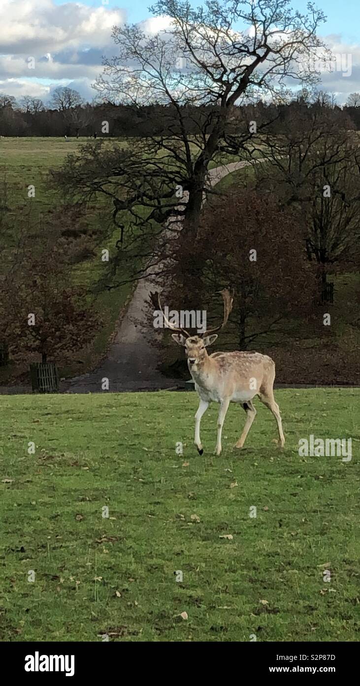Knole house hi-res stock photography and images - Alamy