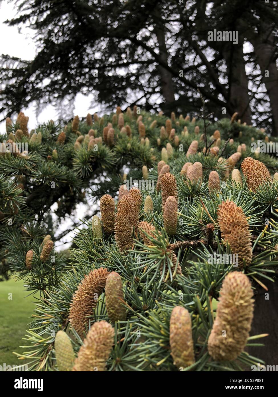 Pine tree High Elms Bromley seeds Stock Photo - Alamy