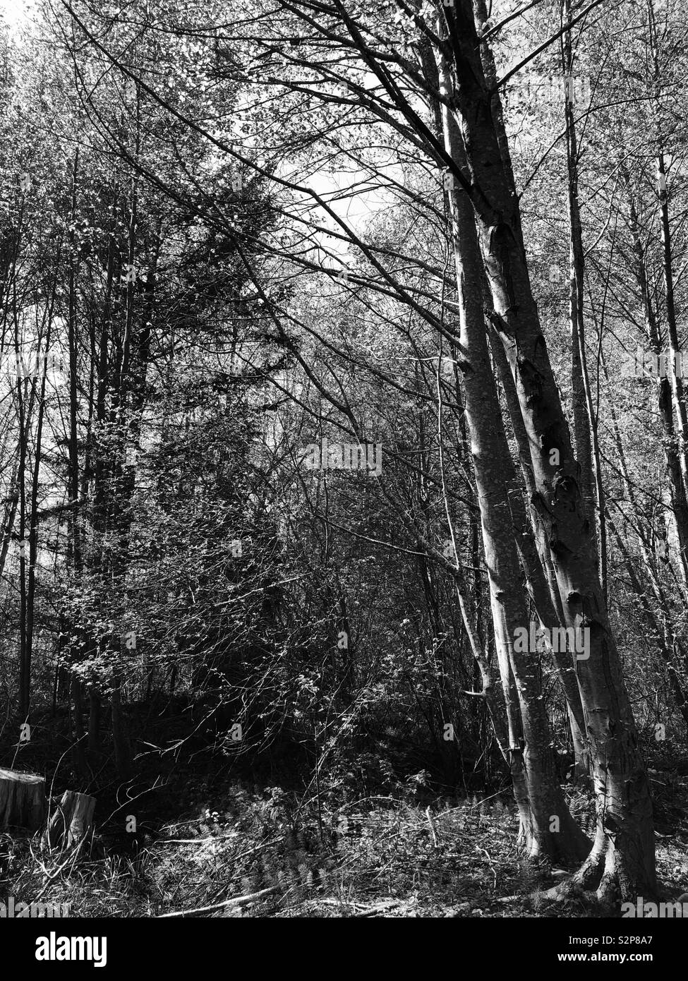 Forest of trees Stock Photo - Alamy