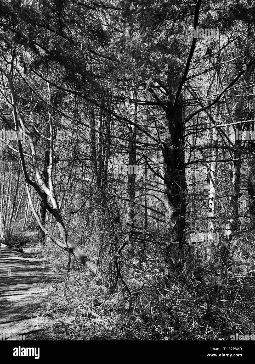 Cedar tree Black and White Stock Photos & Images - Alamy