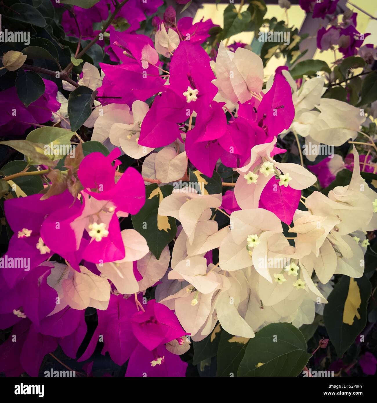 Flowers of Mallorca Stock Photo - Alamy