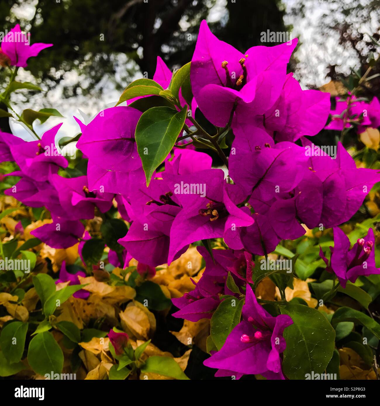 Flowers of Mallorca Stock Photo - Alamy