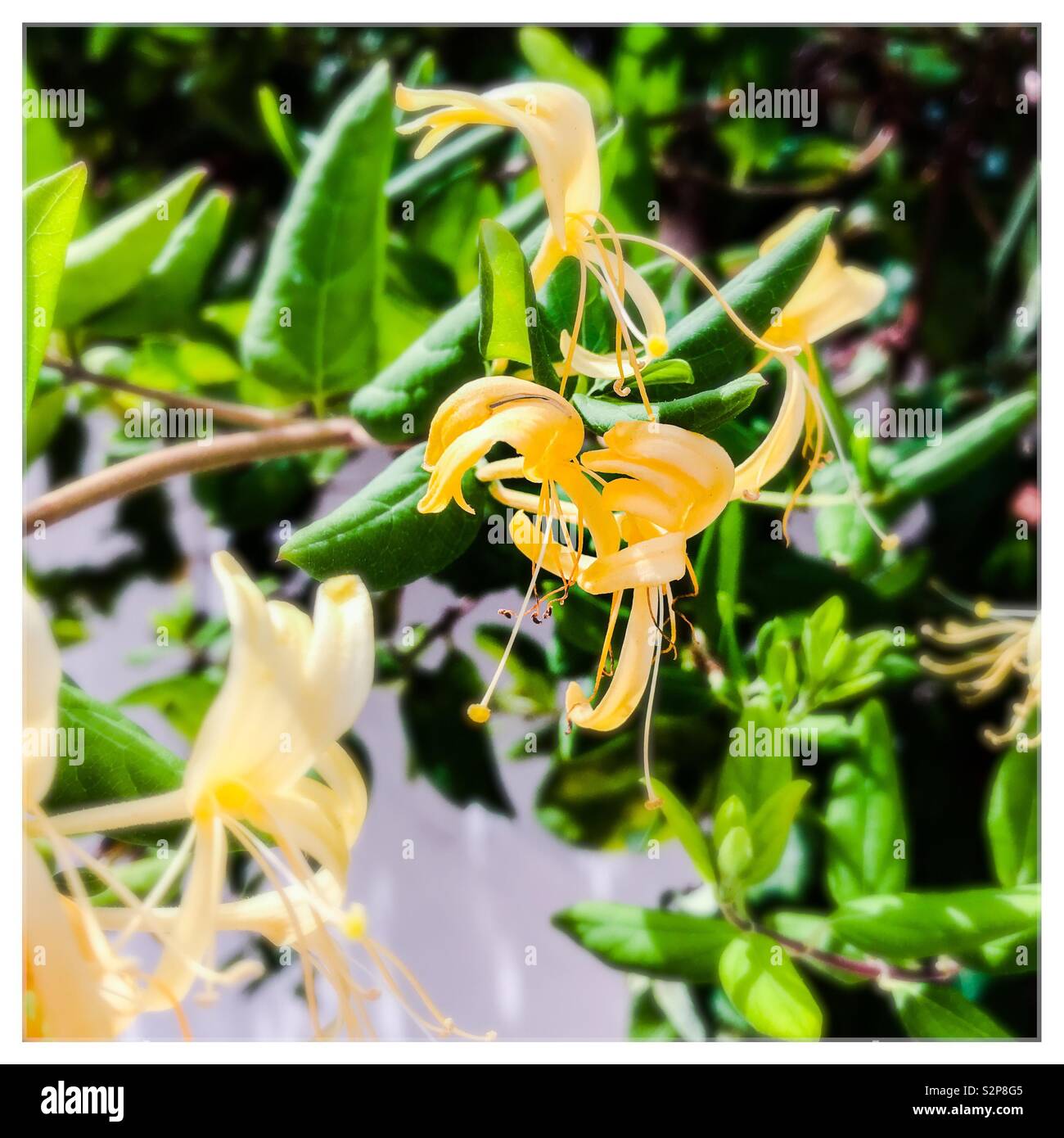 Flowers of Mallorca Stock Photo - Alamy