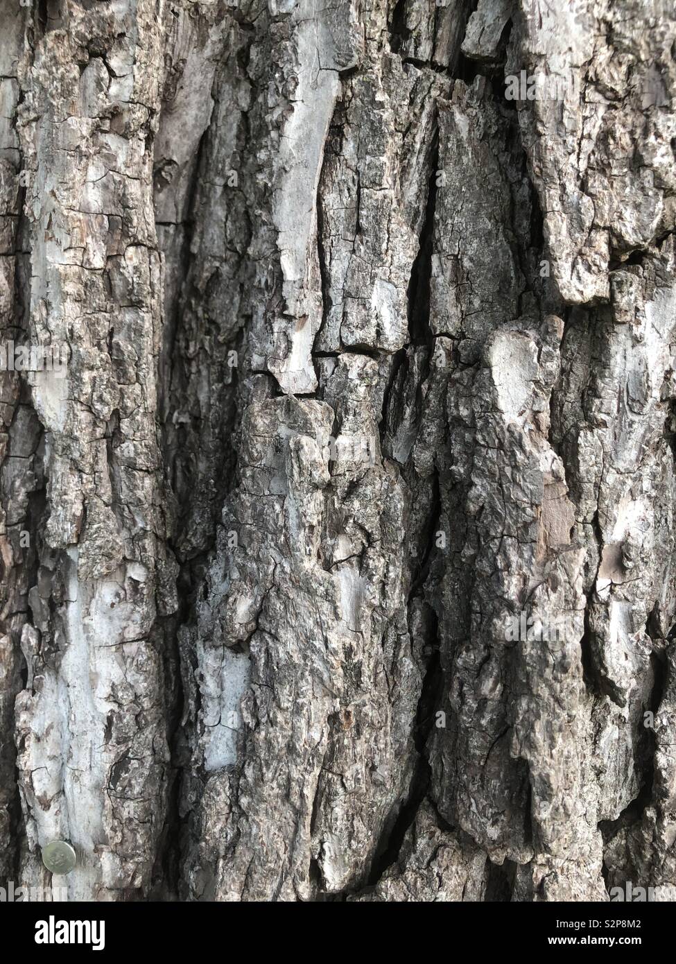 Tree bark or wall Stock Photo - Alamy