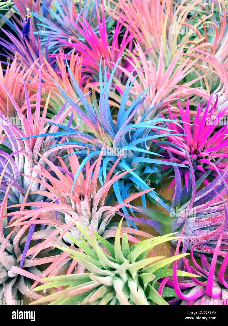 Air plants hi-res stock photography and images - Alamy