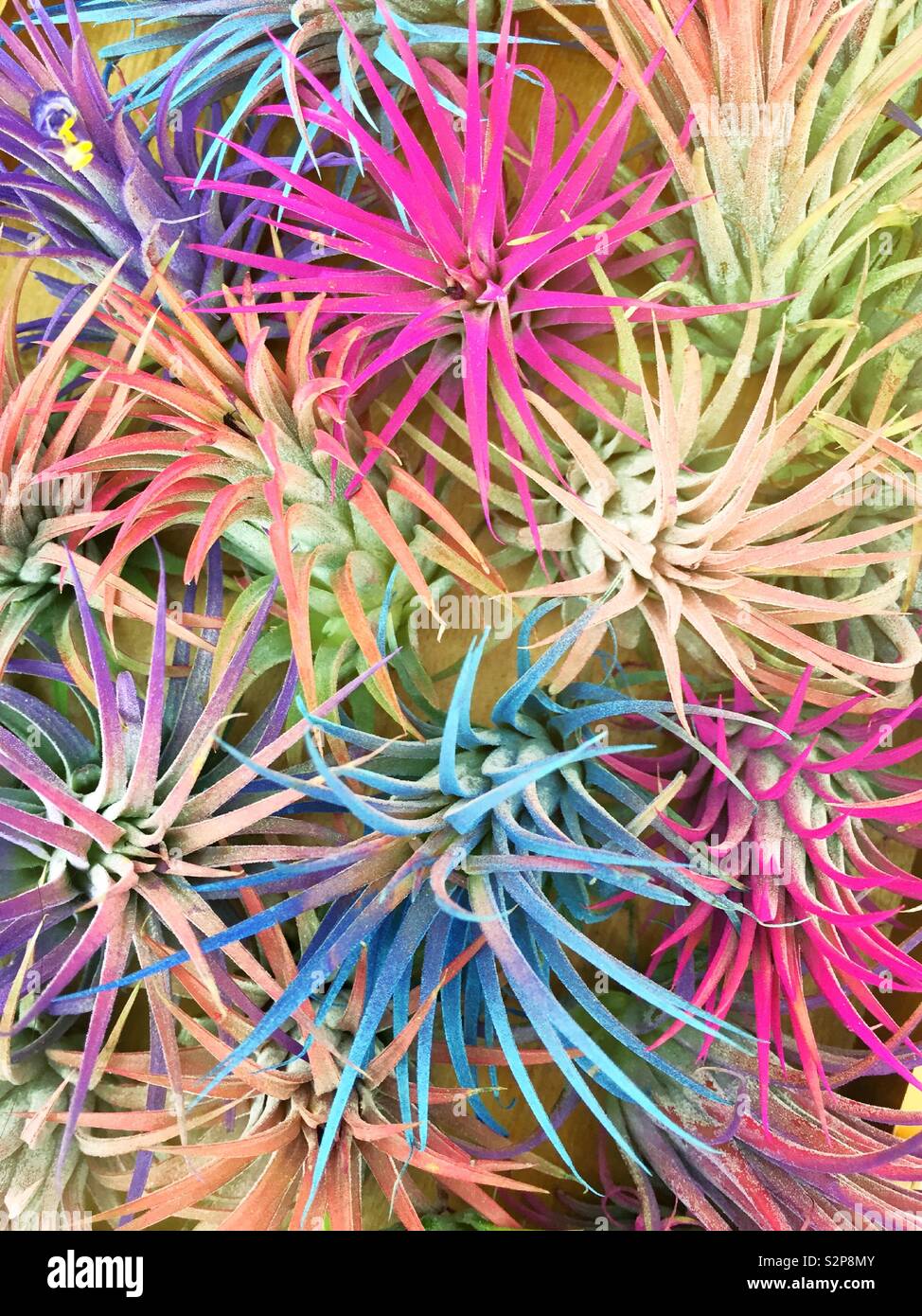 Colorful airplants hi-res stock photography and images - Alamy