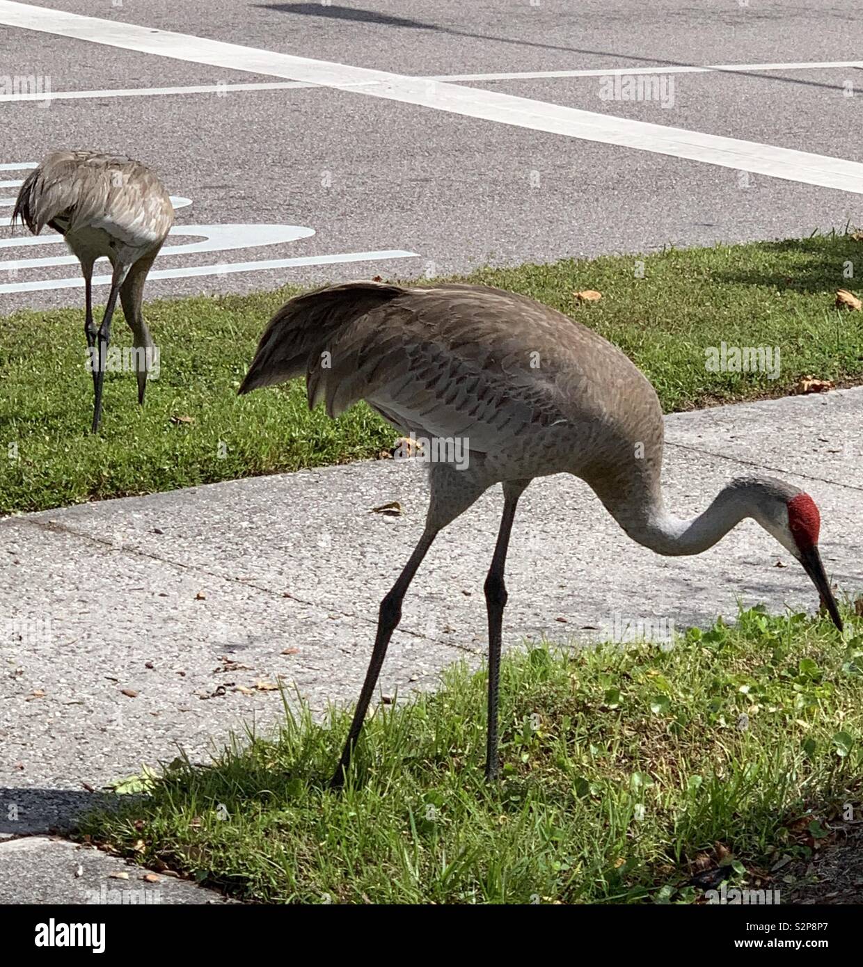 Sandhill cranes grazing near a road in Orlando, Florida Stock Photo - Alamy